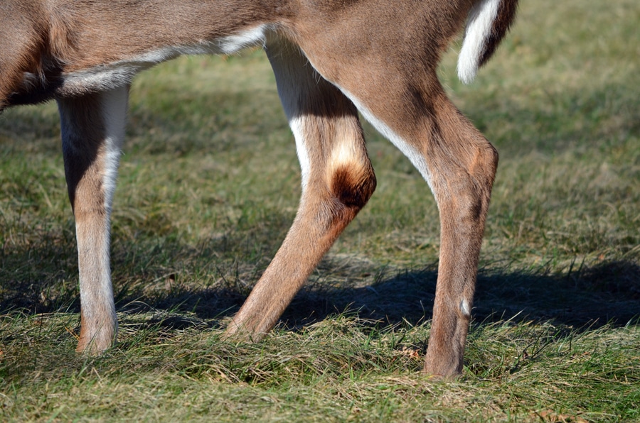 Facts About Whitetail Tarsal Glands - HuntStand