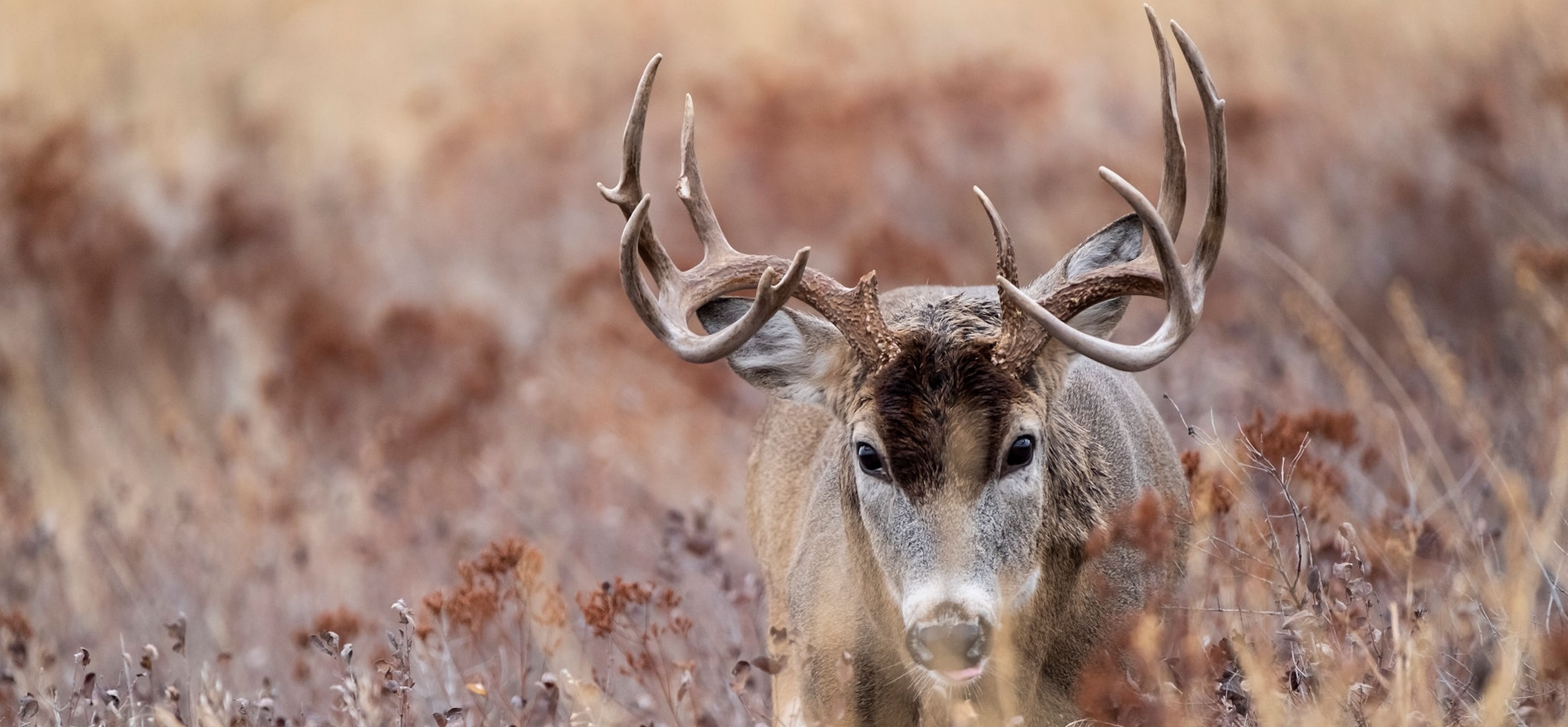 Why Deer Hunters Shouldn't Manage for Genetics (and Other Deer Facts ...