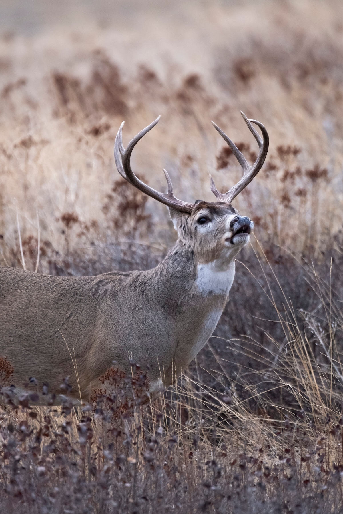 Wind Thermals and Deer Hunting - HuntStand