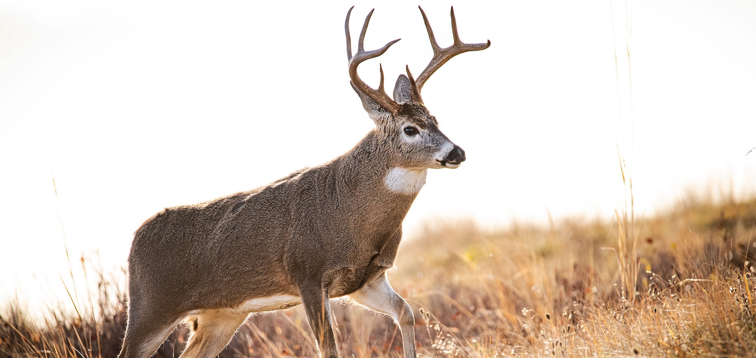 Wind Thermals and Deer Hunting - HuntStand
