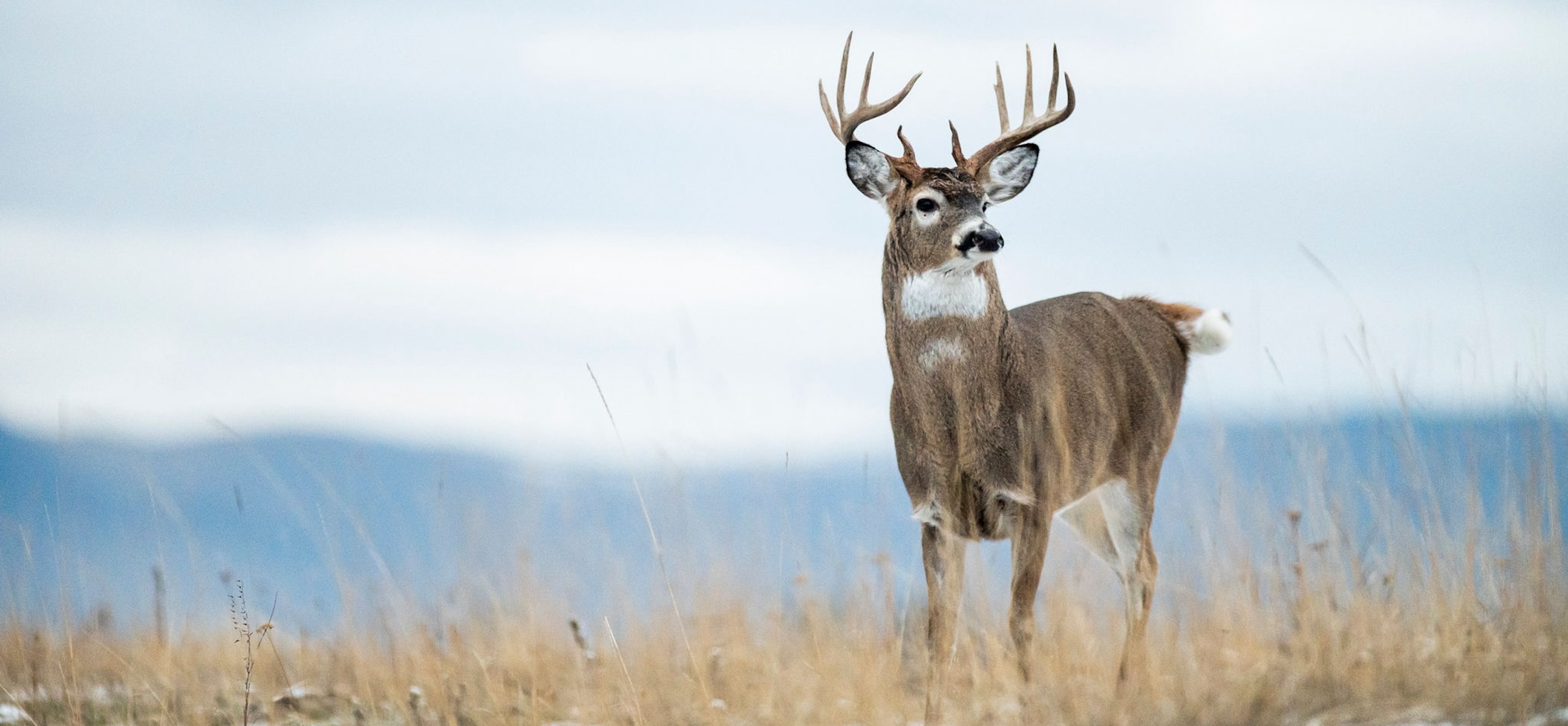 How to Hunt Late-Season Western Whitetails - HuntStand