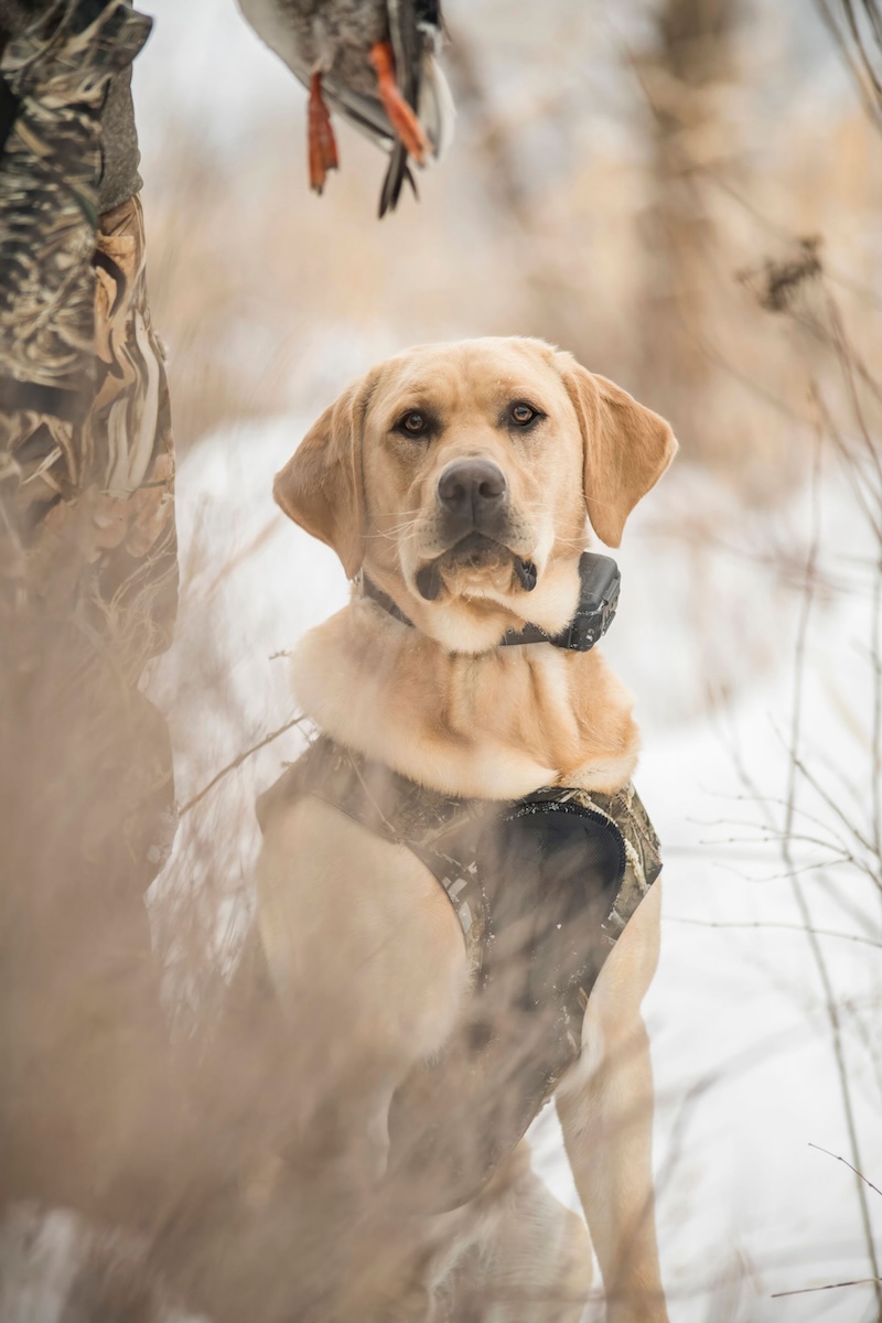 8 Tips for Better Late-Season Waterfowl Hunts - HuntStand