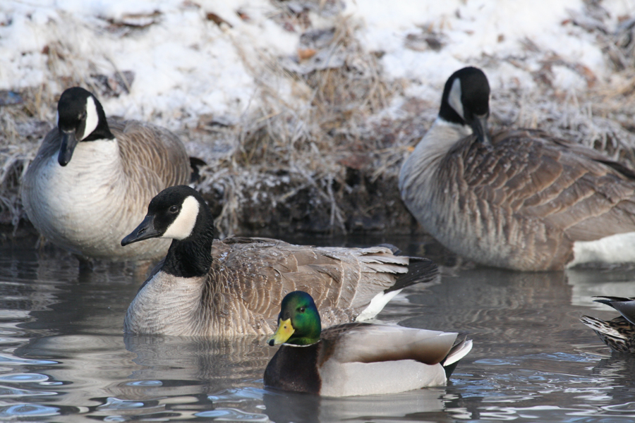 8 Tips for Better Late-Season Waterfowl Hunts - HuntStand
