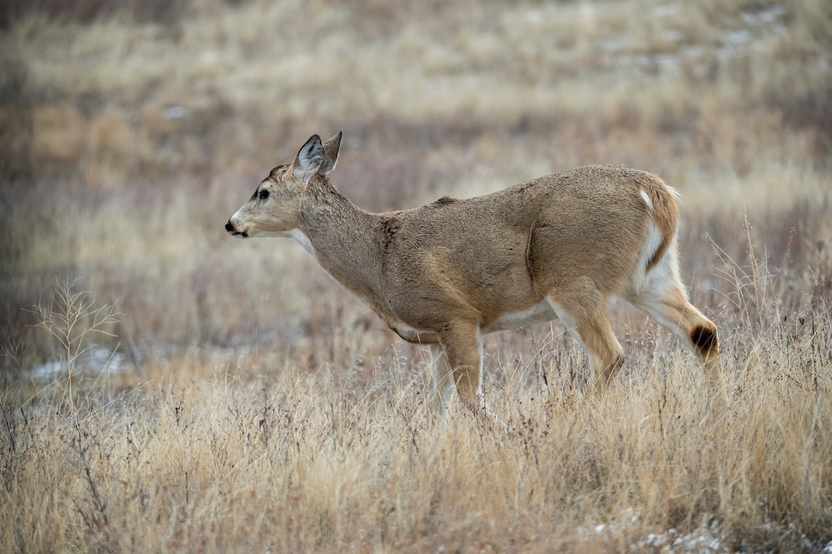 Shed Hunting Hacks, Tips, and Tactics with HuntStand Pro Whitetail ...