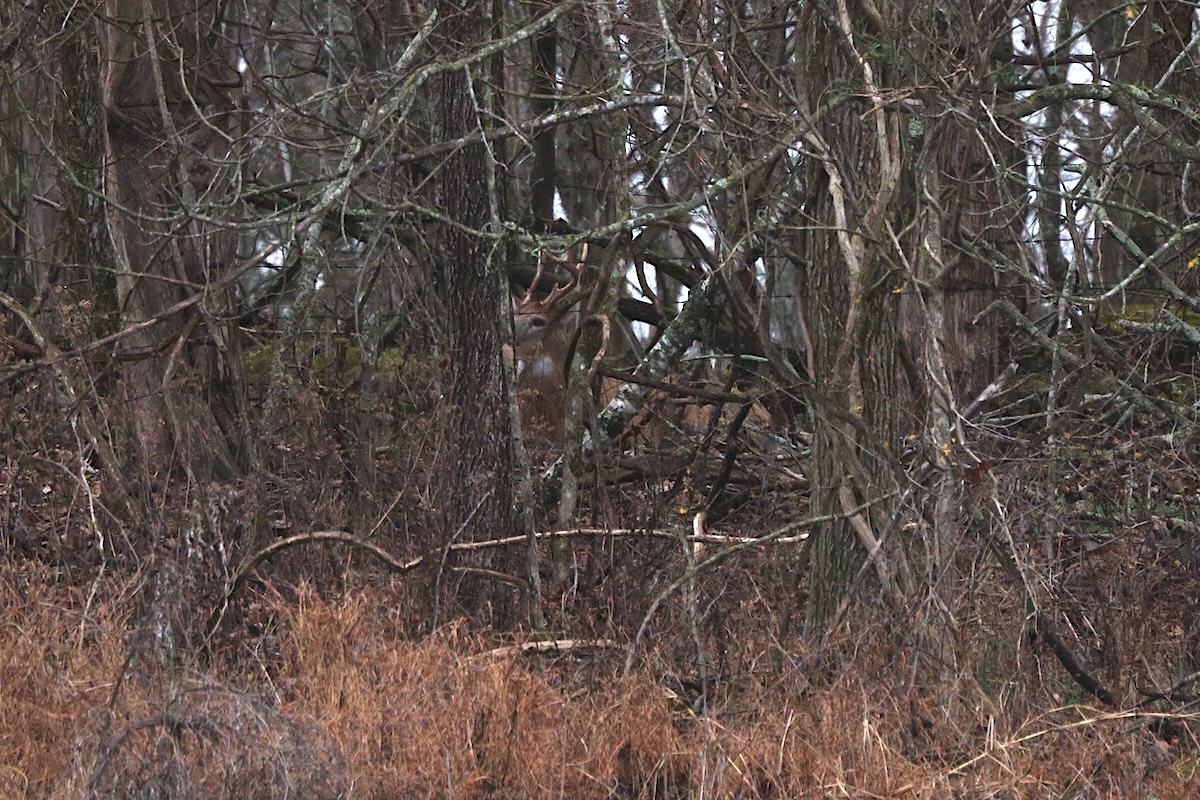 Shed Hunting Hacks, Tips, and Tactics with HuntStand Pro Whitetail ...