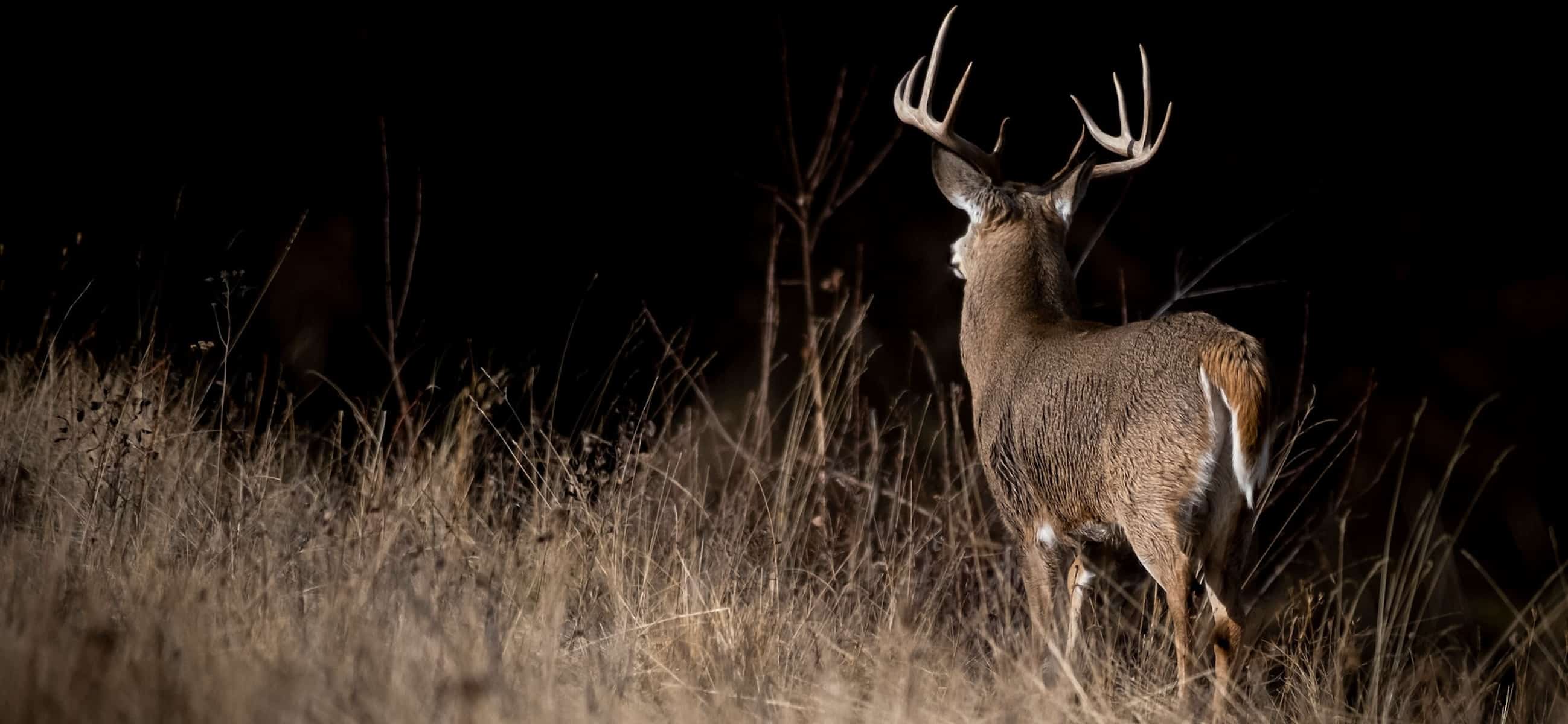 Chronic Wasting Disease (CWD) vs Hemorrhagic Disease (HD): The "Big 2 ...