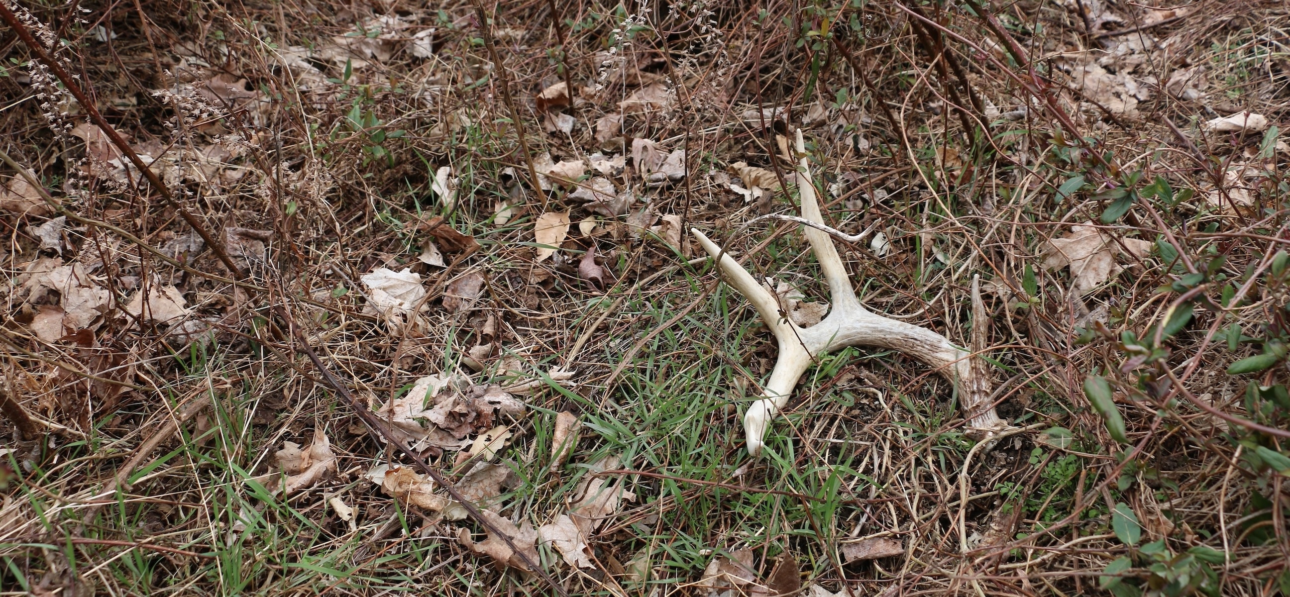 Advanced Shed Hunting Tips - HuntStand