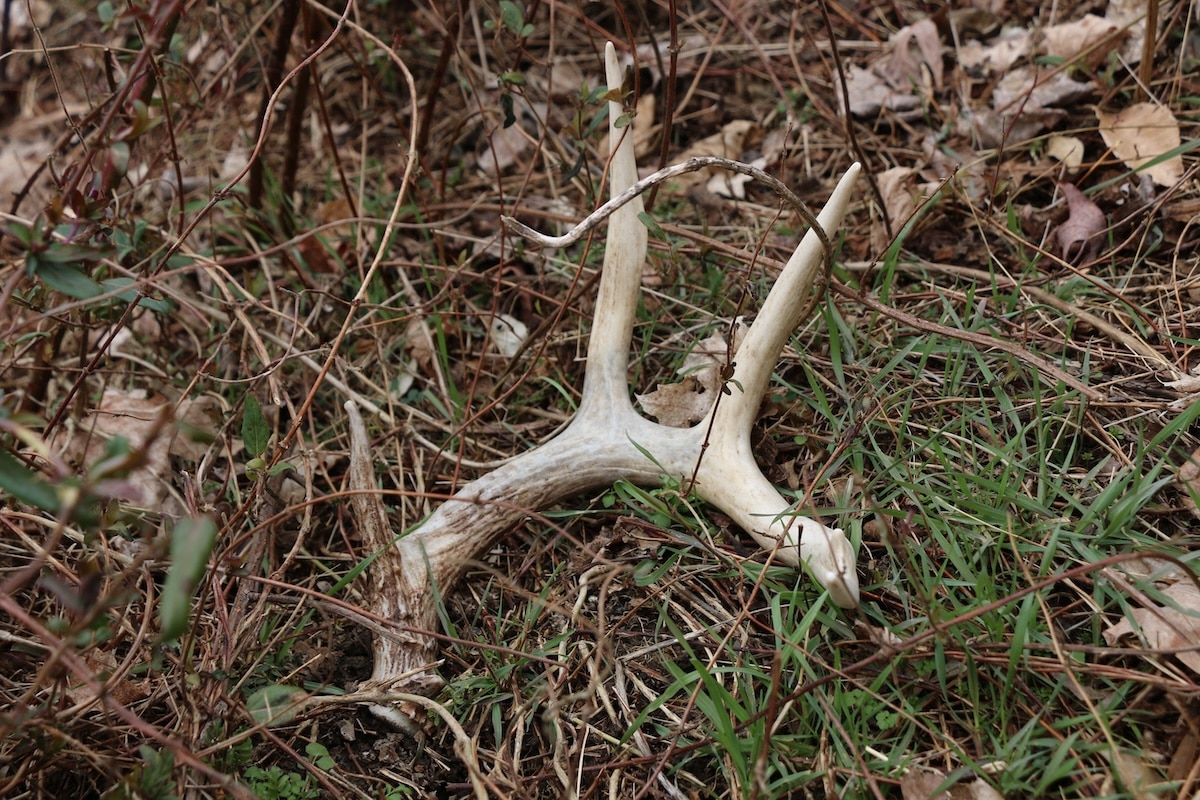 Advanced Shed Hunting Tips - HuntStand