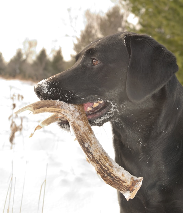 Advanced Shed Hunting Tips - HuntStand