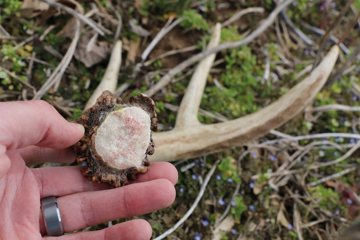 Advanced Shed Hunting Tips - HuntStand