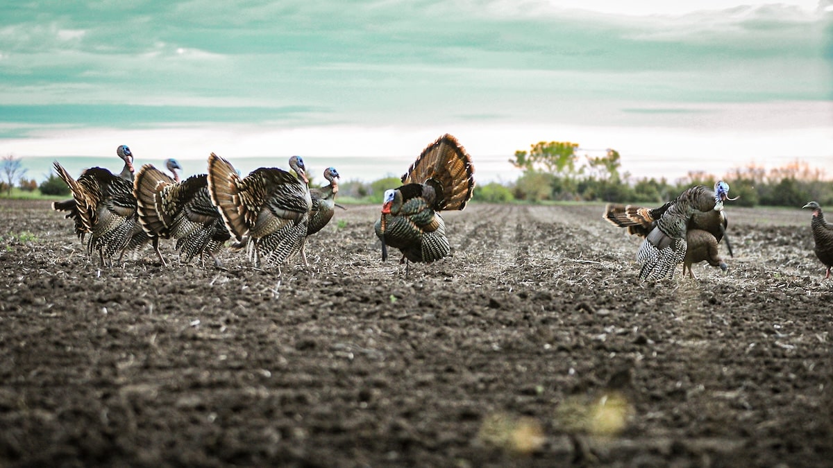 The 2025 Spring Turkey Season Forecast - HuntStand