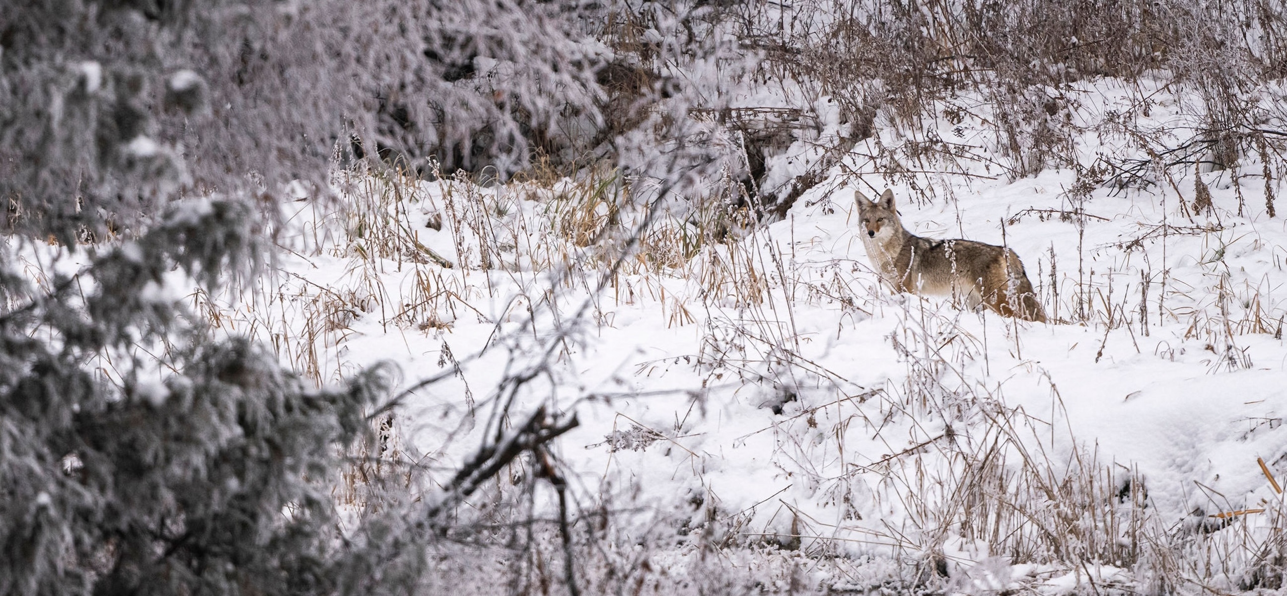 8 Tips for Hunting Big-Woods Predators - HuntStand