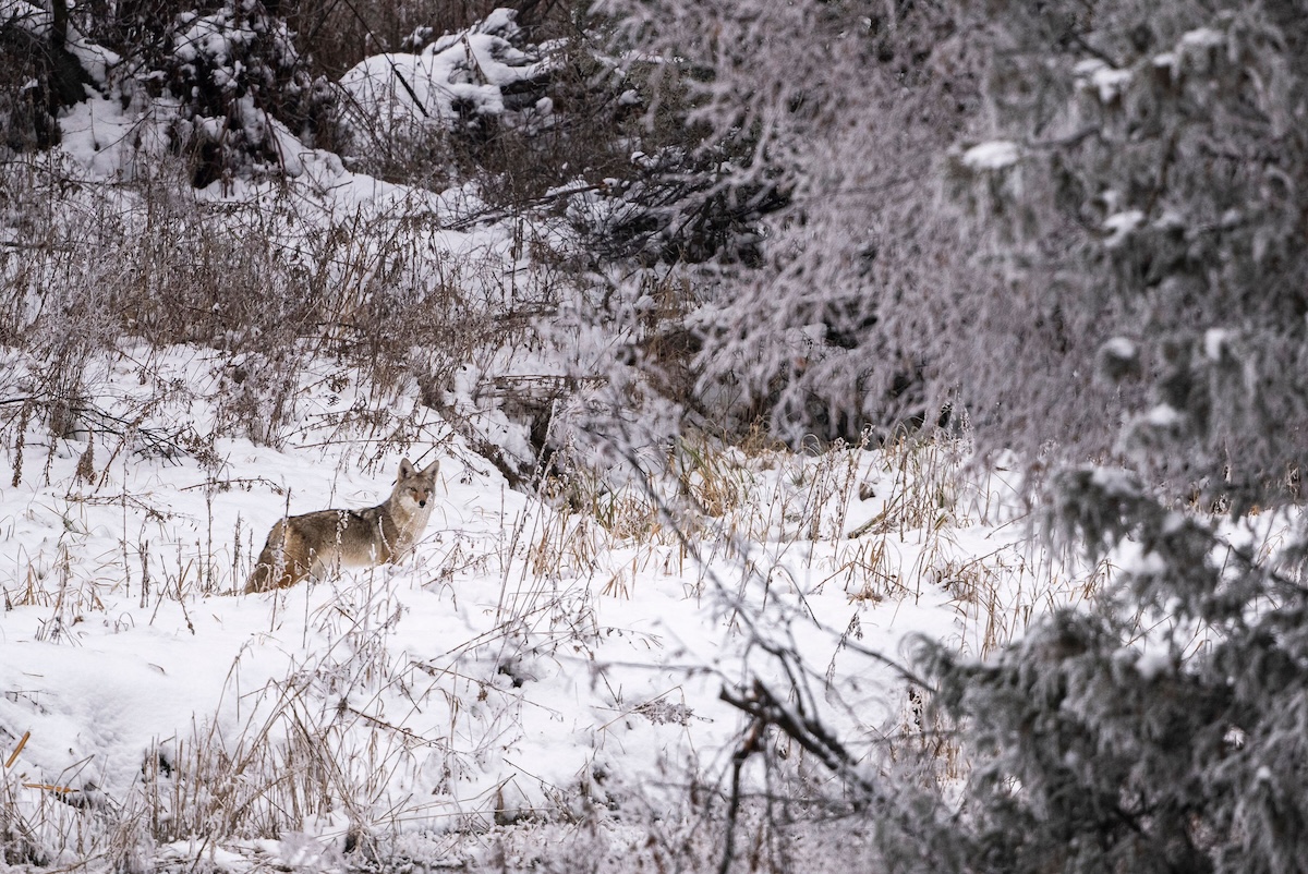 8 Tips for Hunting Big-Woods Predators - HuntStand