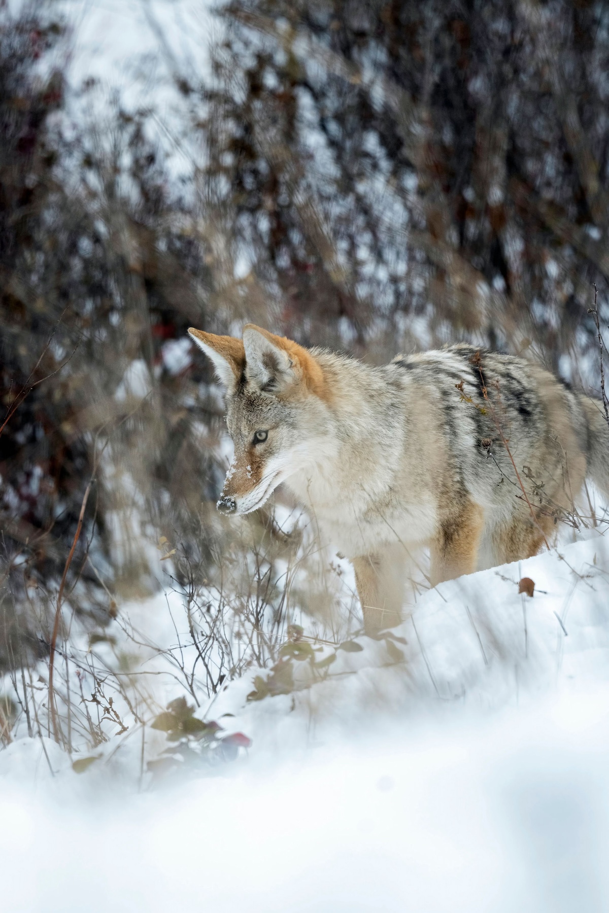 8 Tips for Hunting Big-Woods Predators - HuntStand