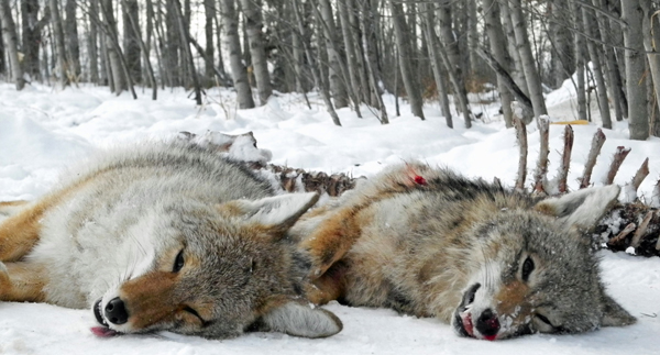 8 Tips for Hunting Big-Woods Predators - HuntStand