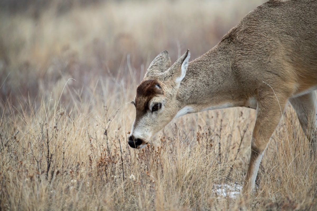 HuntStand’s Guide to Post-Season Scouting for Deer - HuntStand