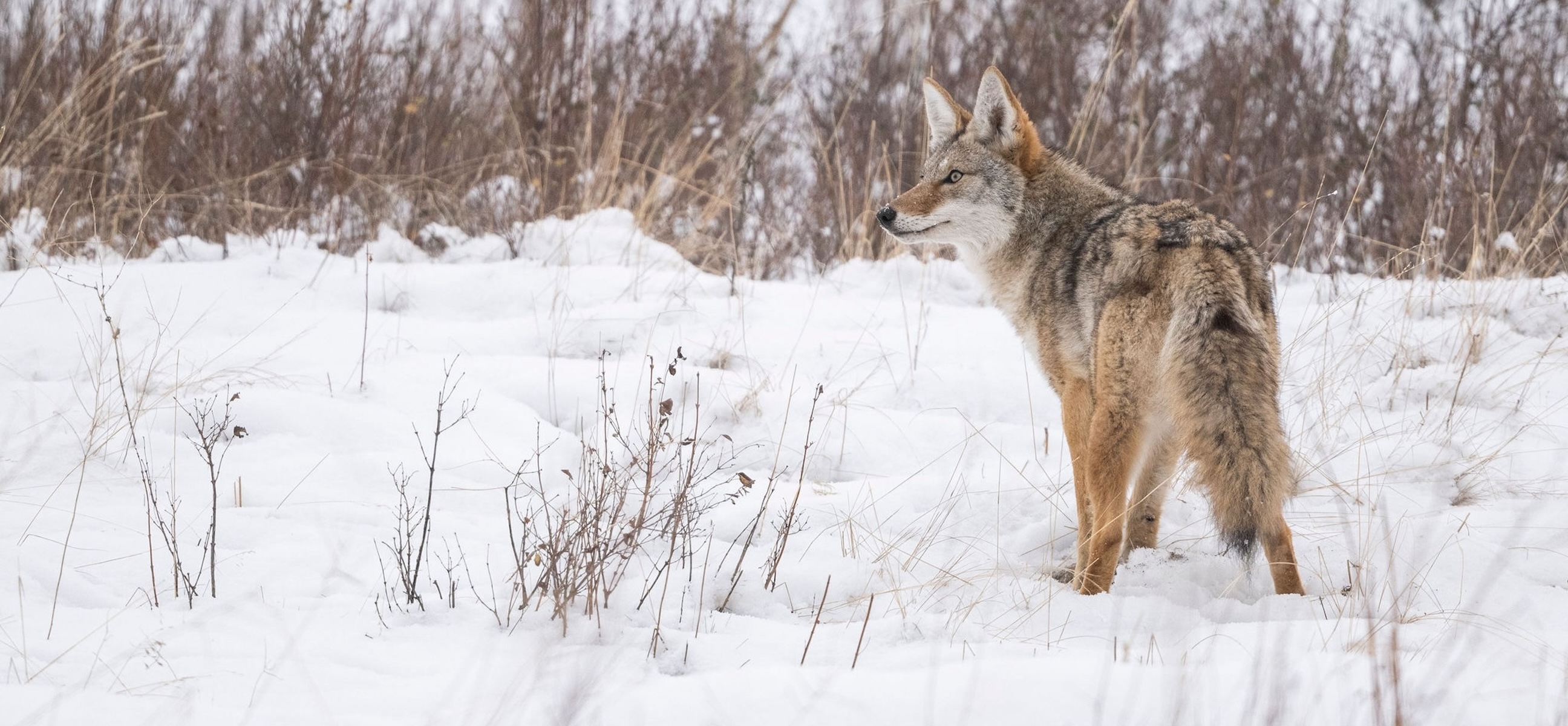 6 Late-Season Coyote Hunting Tips - HuntStand
