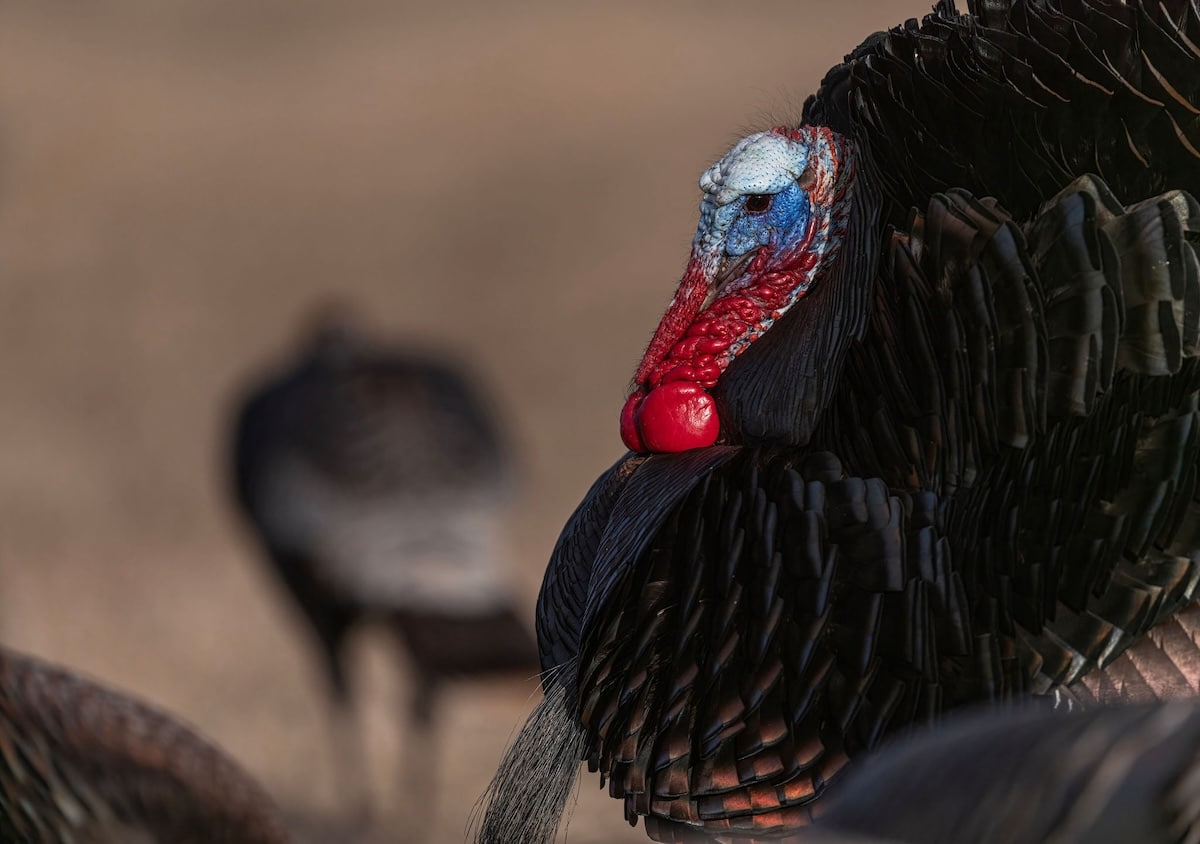 How to Hunt Eastern Wild Turkeys - HuntStand