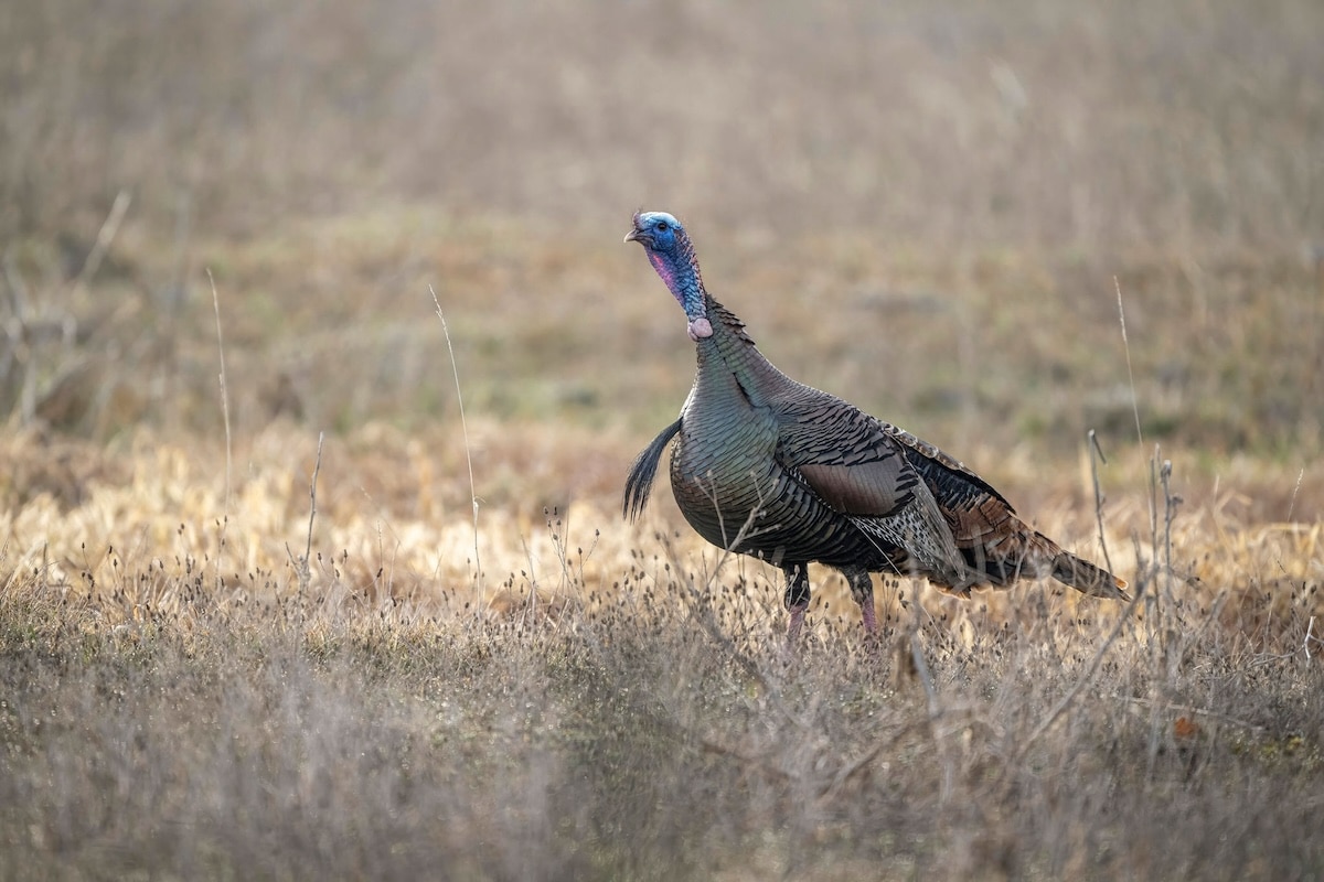 How to Hunt Eastern Wild Turkeys - HuntStand