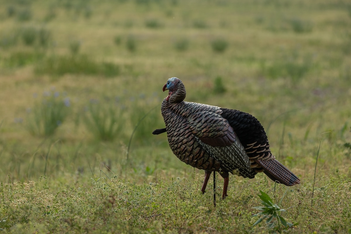 How to Hunt Eastern Wild Turkeys - HuntStand