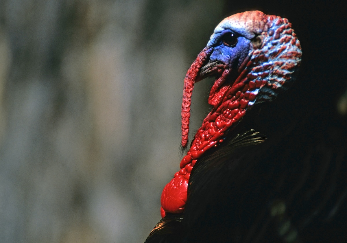 How to Hunt Osceola Wild Turkeys - HuntStand
