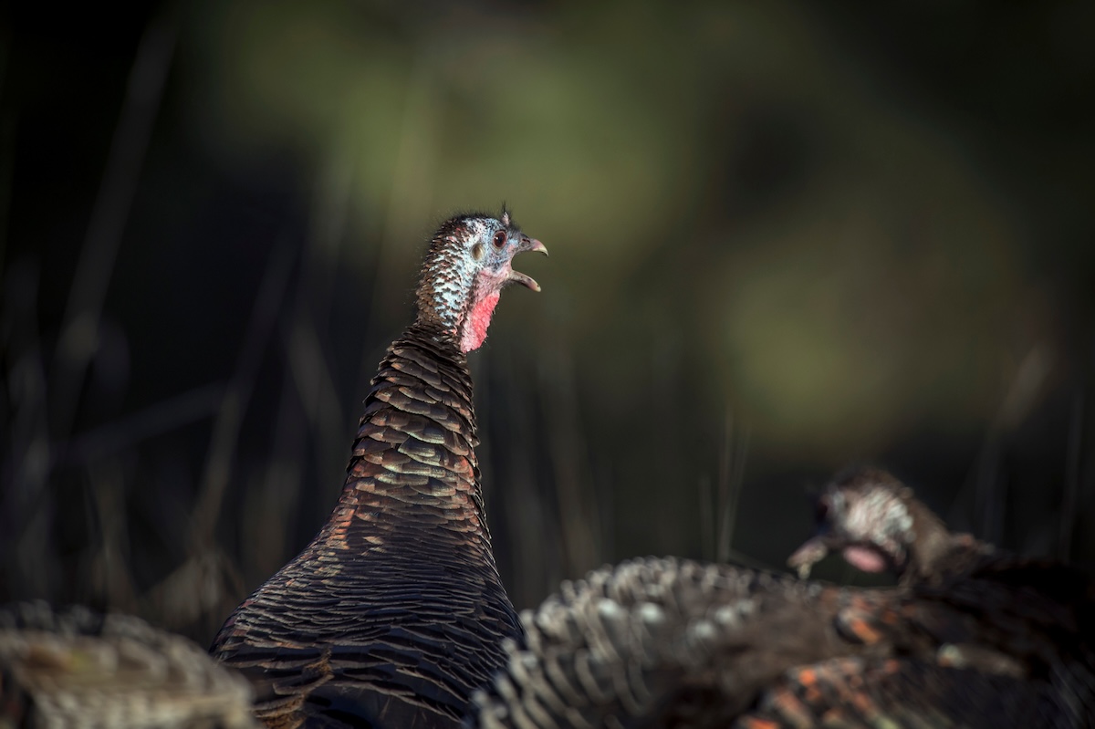 How to Hunt Osceola Wild Turkeys - HuntStand