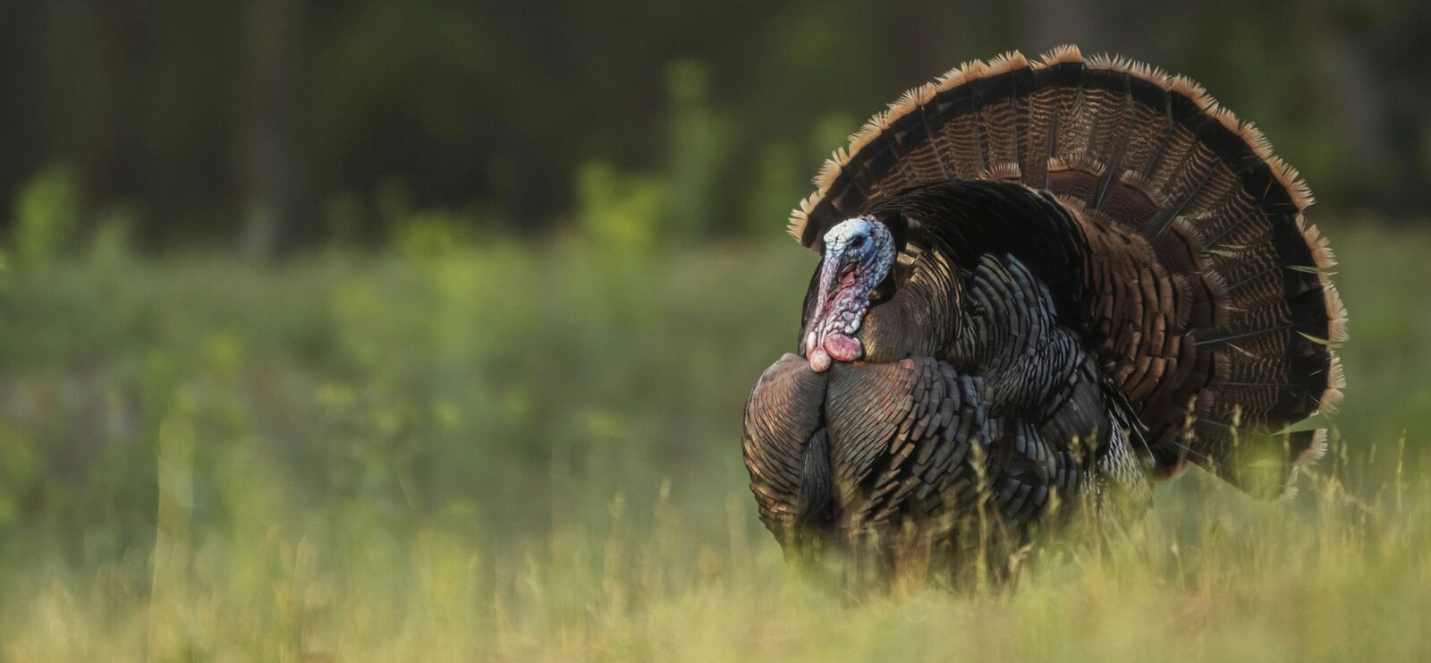 HuntStand’s Spring Turkey Hunting Gear Giveaway - HuntStand