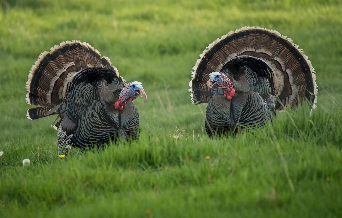 HuntStand’s Spring Turkey Hunting Gear Giveaway - HuntStand