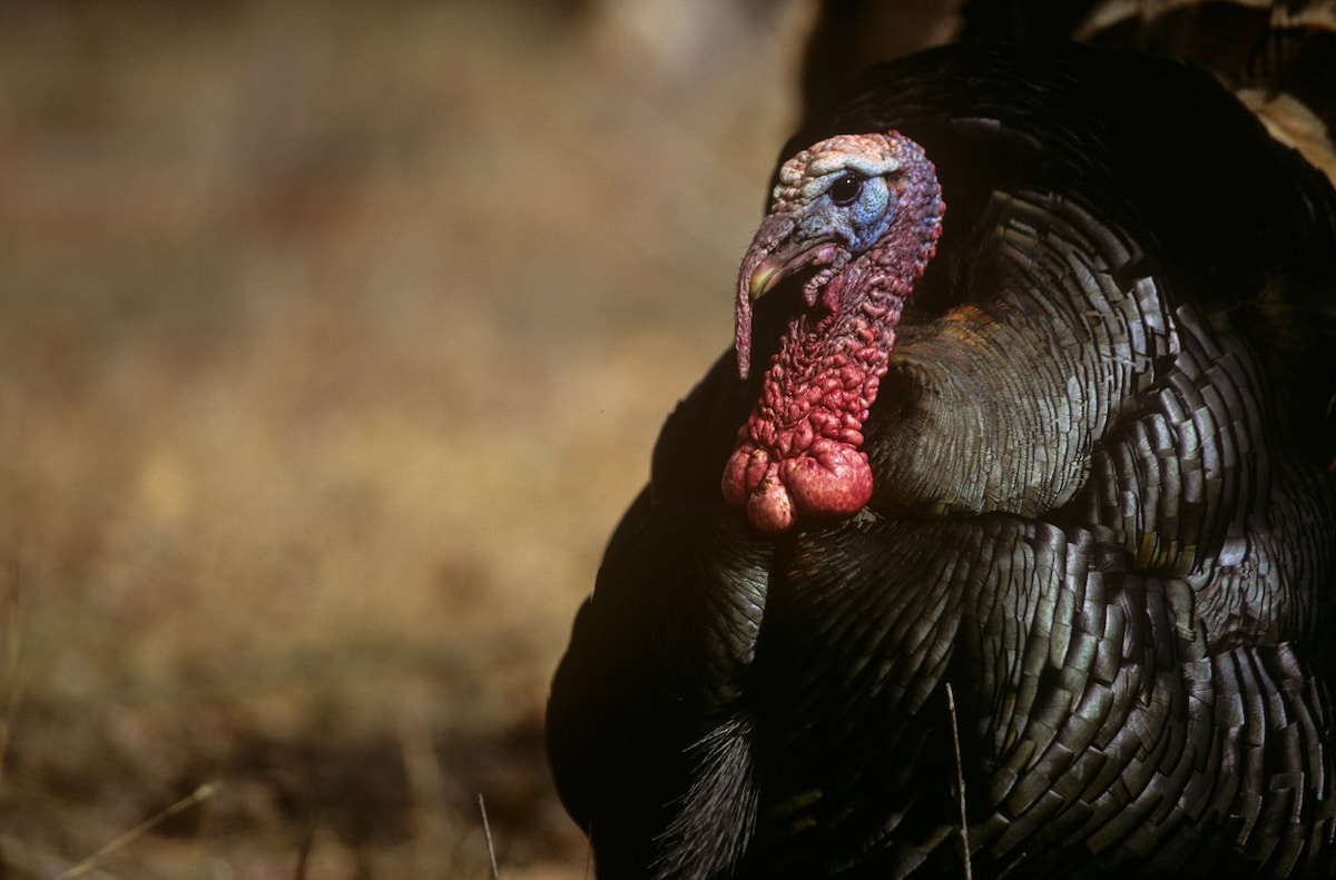 The Best Turkey Hunting Spots (and How HuntStand Pro Finds Them ...