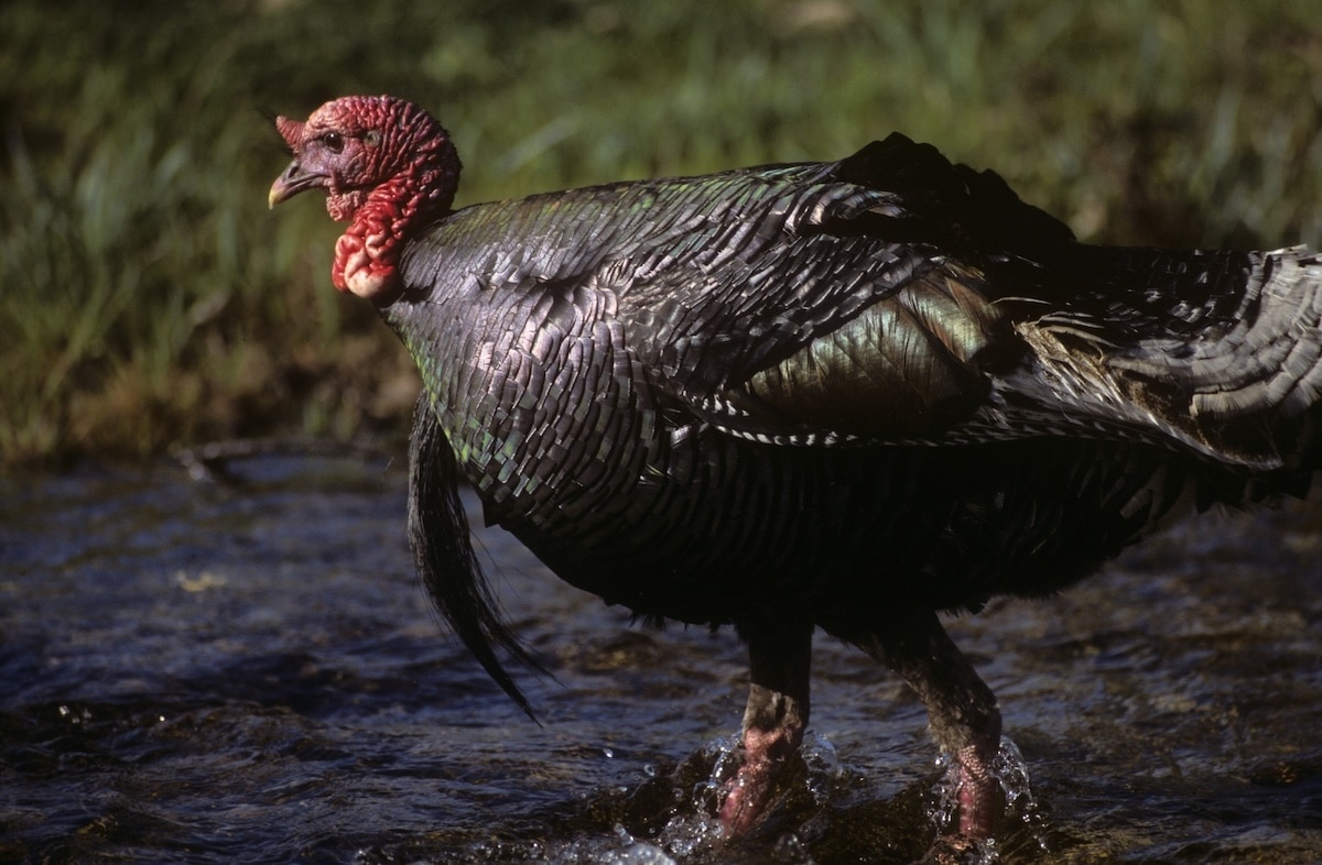 The Best Turkey Hunting Spots (and How HuntStand Pro Finds Them ...