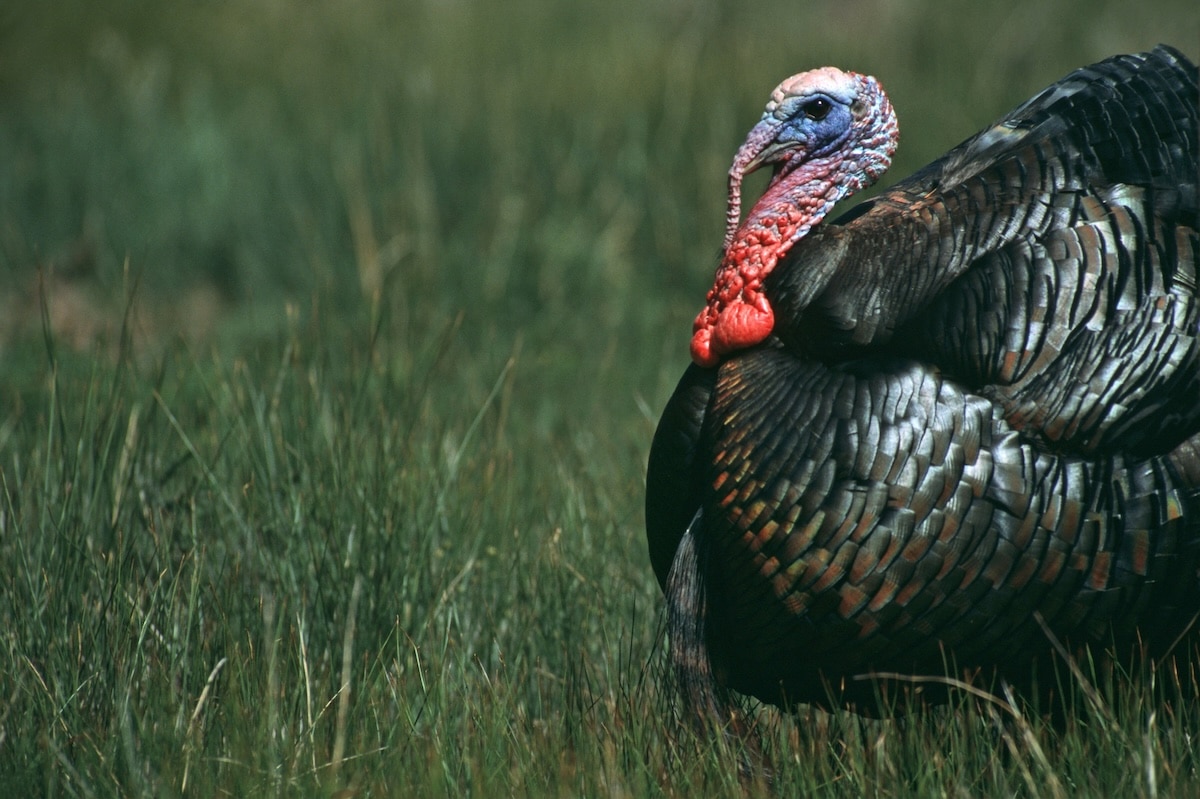 The Best Turkey Hunting Spots (and How HuntStand Pro Finds Them ...