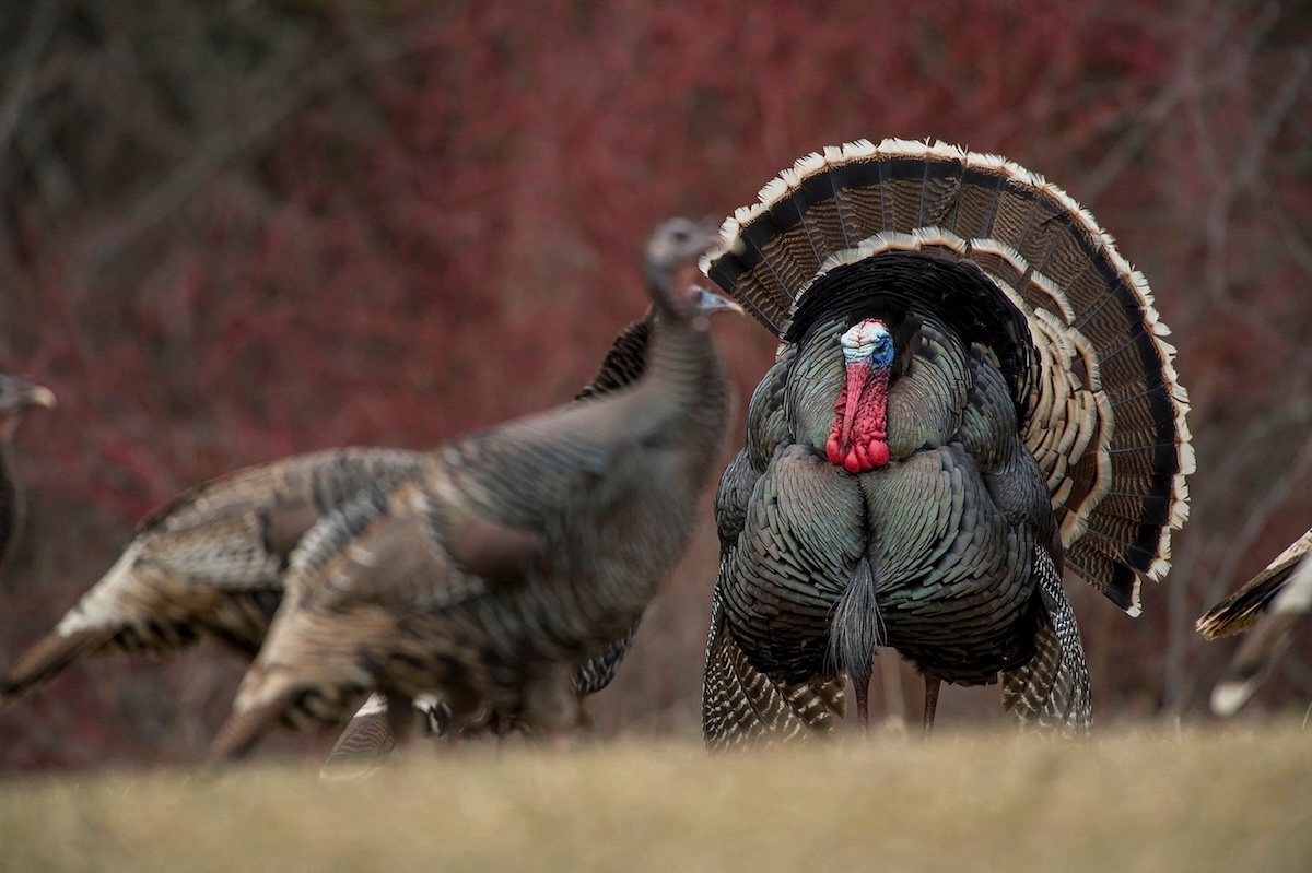Best Ways to Improve Your Land for Wild Turkeys - HuntStand