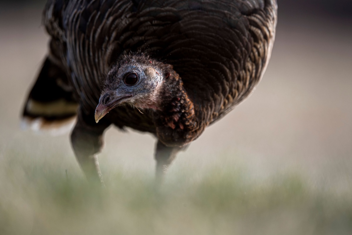 Best Ways to Improve Your Land for Wild Turkeys - HuntStand