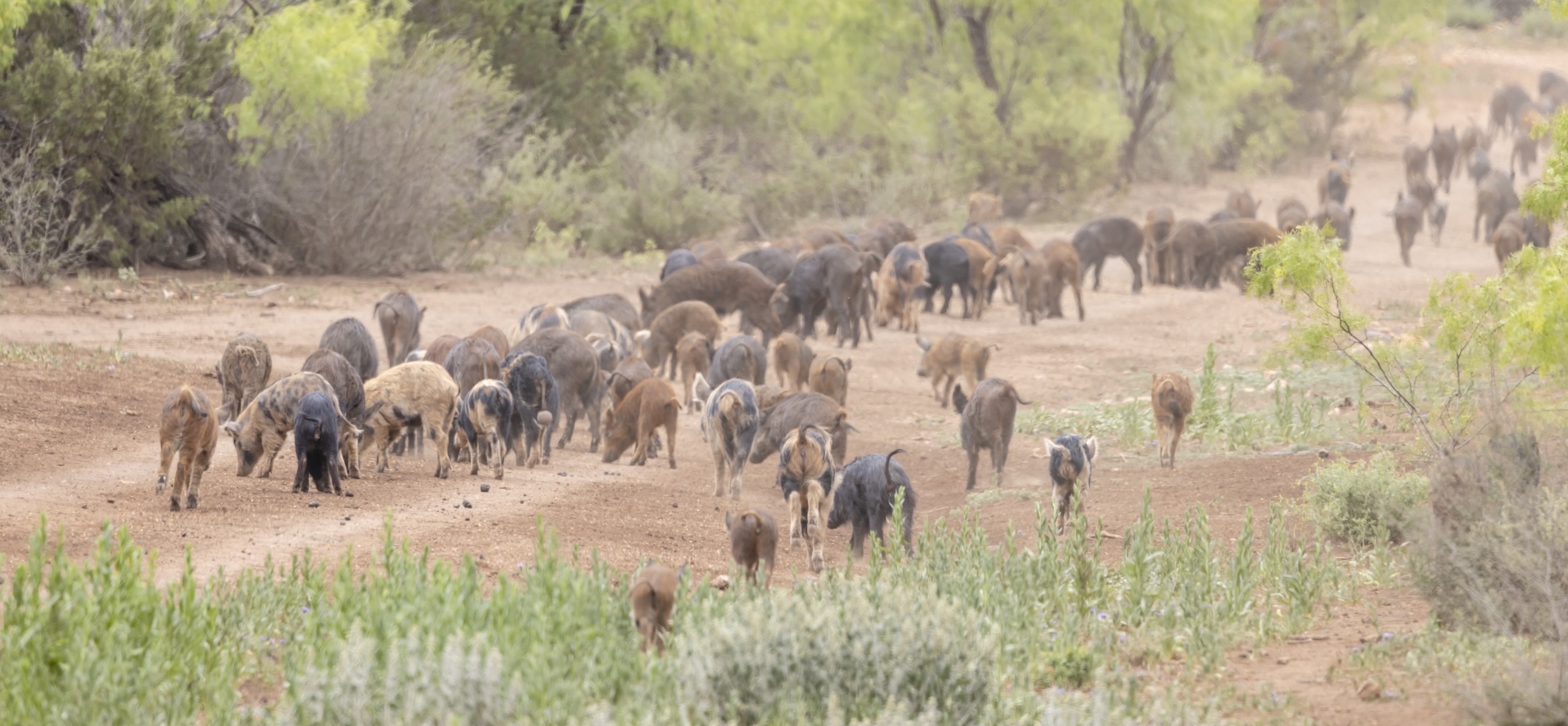 A Brief Introduction to Hog Hunting - HuntStand