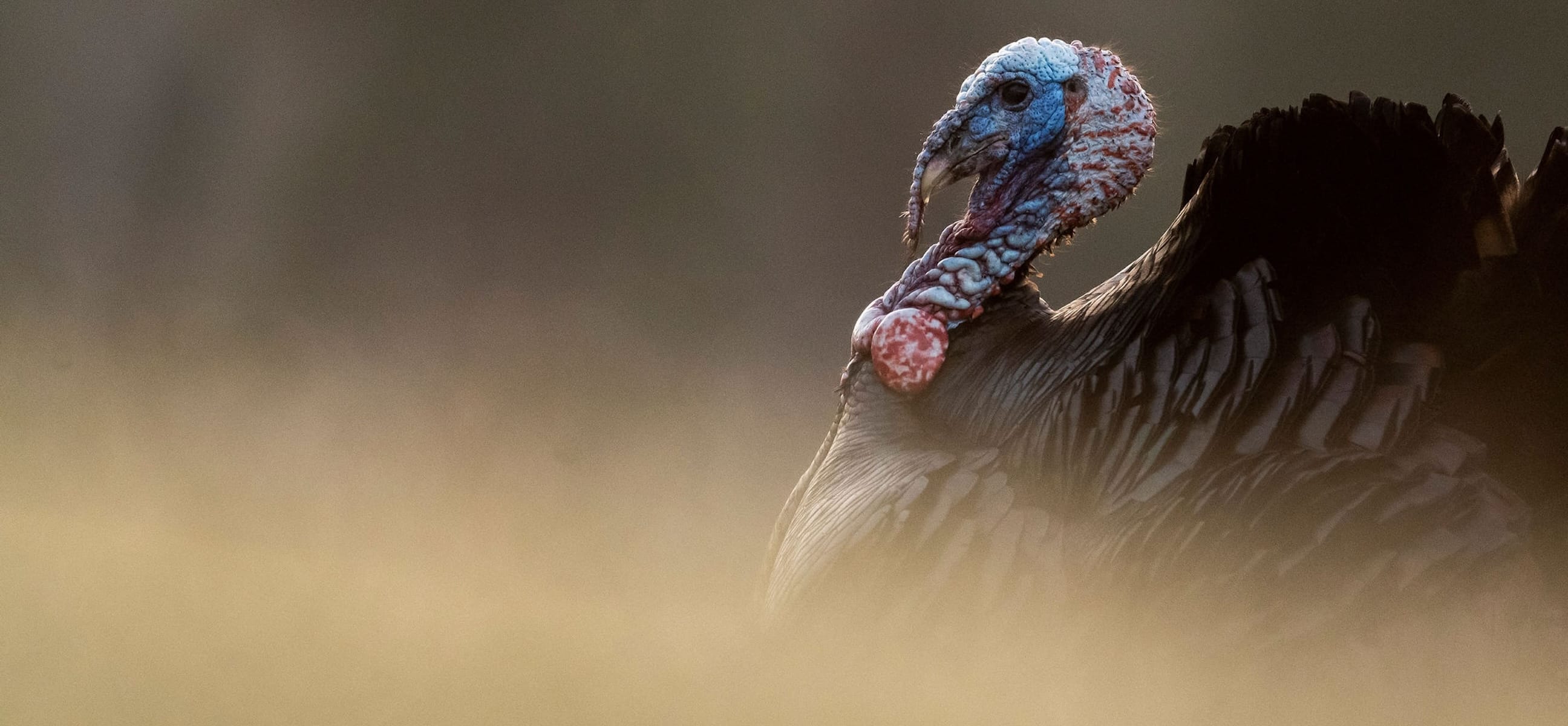 How to Hunt Gould’s Wild Turkeys - HuntStand