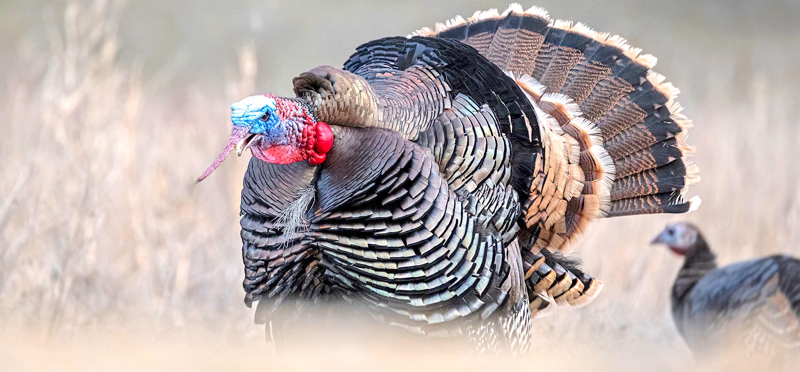 How to Hunt Merriam’s Wild Turkeys - HuntStand