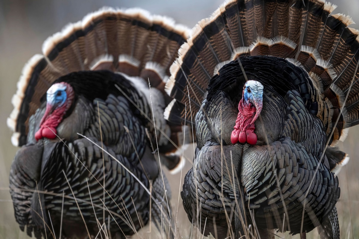 How to Hunt Merriam’s Wild Turkeys - HuntStand