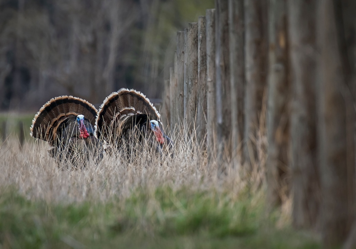 How to Hunt Merriam’s Wild Turkeys - HuntStand