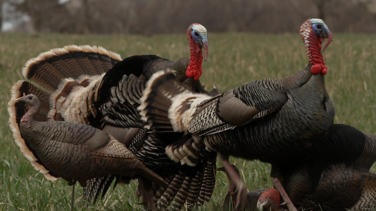 How to Hunt Merriam’s Wild Turkeys - HuntStand