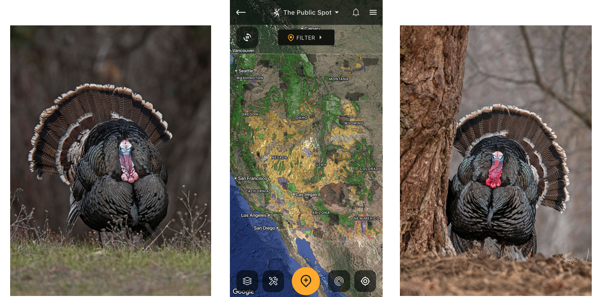 How to Hunt Merriam’s Wild Turkeys - HuntStand