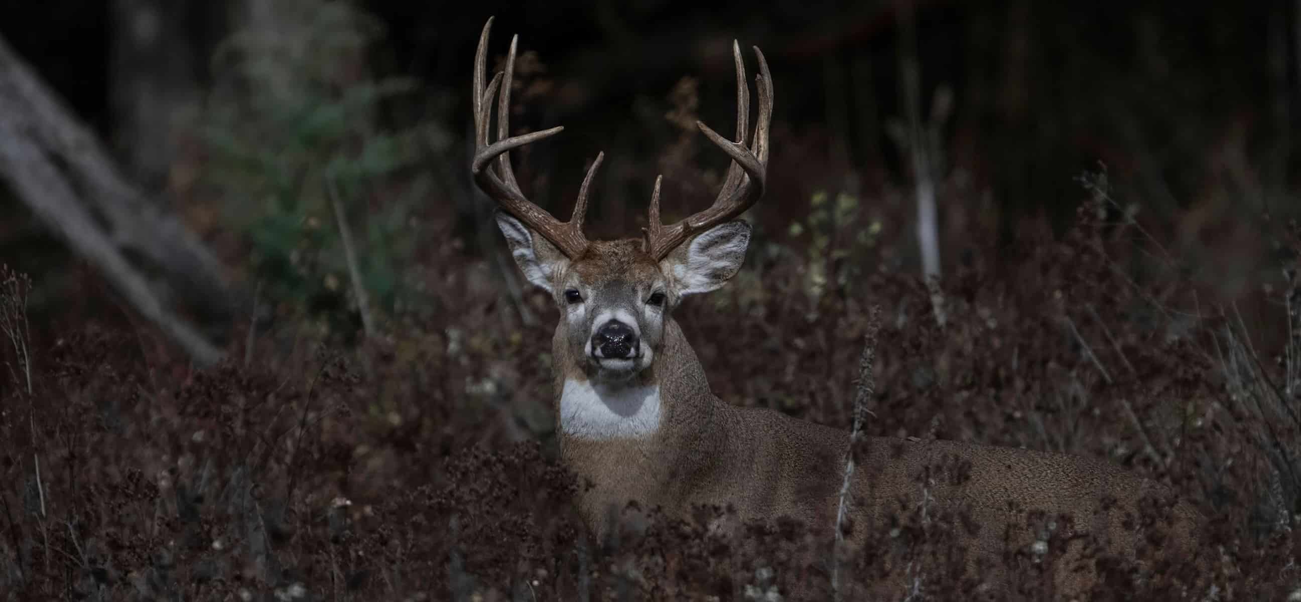 A Brief Introduction to Hog Hunting - HuntStand