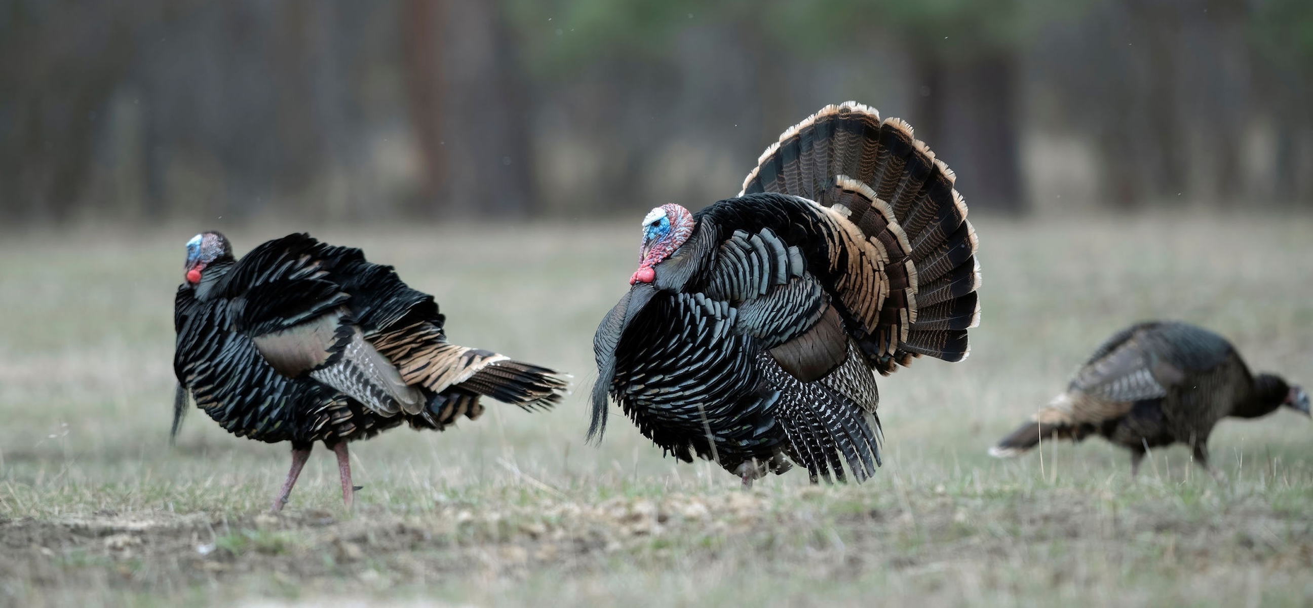 Surprising Facts About Wild Turkeys - HuntStand
