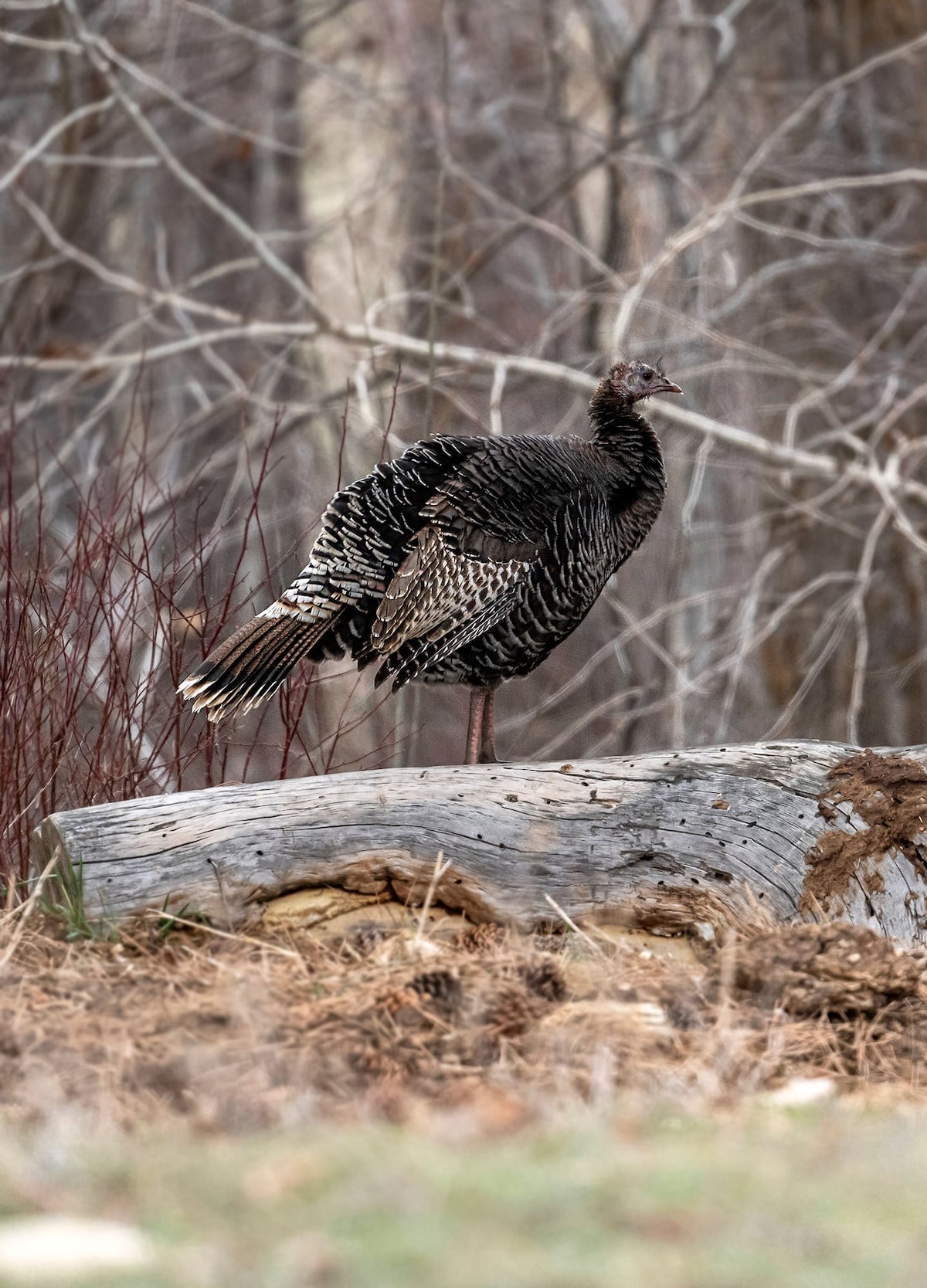 Surprising Facts About Wild Turkeys - HuntStand
