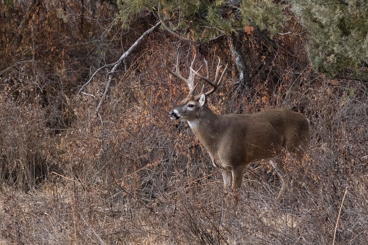 22 Next-Level HuntStand Tips for Advanced Deer Hunters - HuntStand
