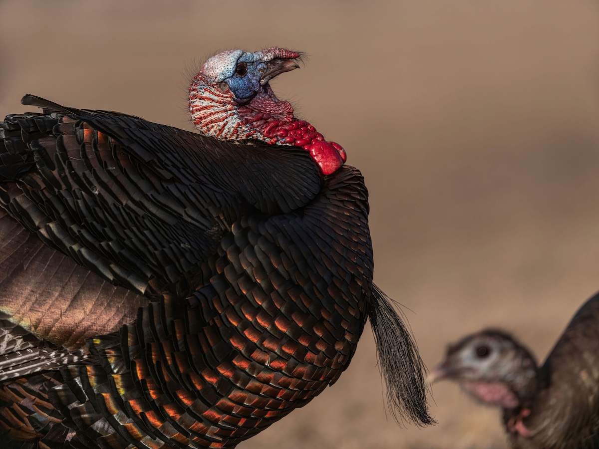 How to Hunt Northern Turkeys - HuntStand