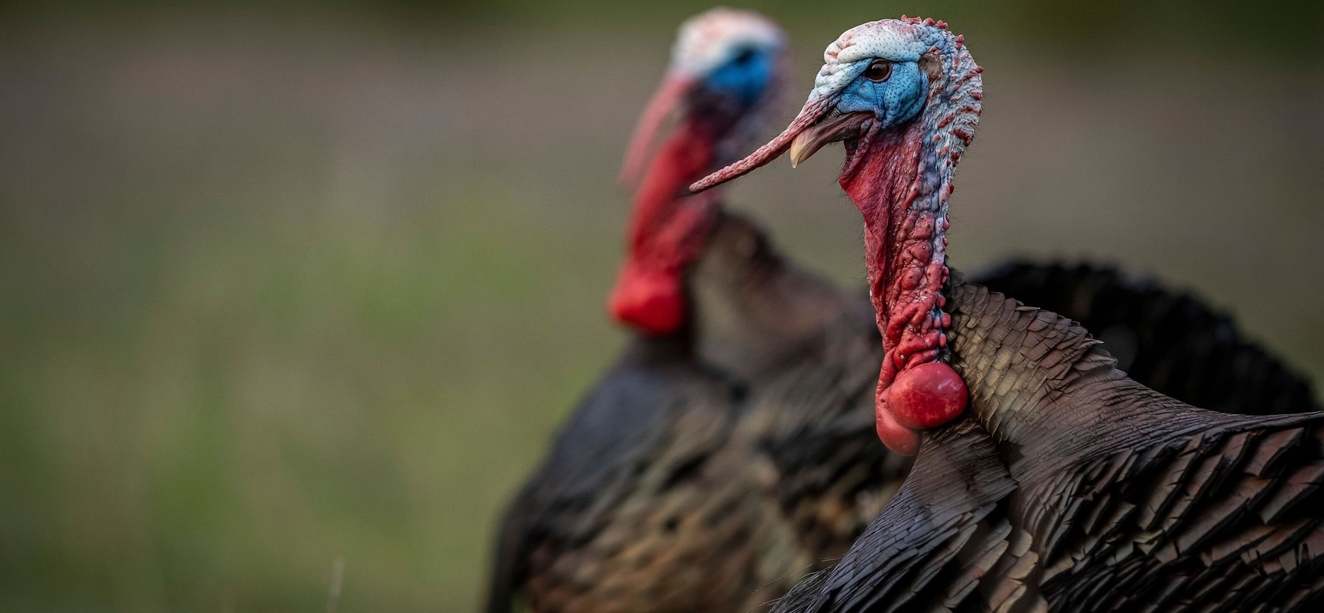 How to Hunt Northern Turkeys - HuntStand