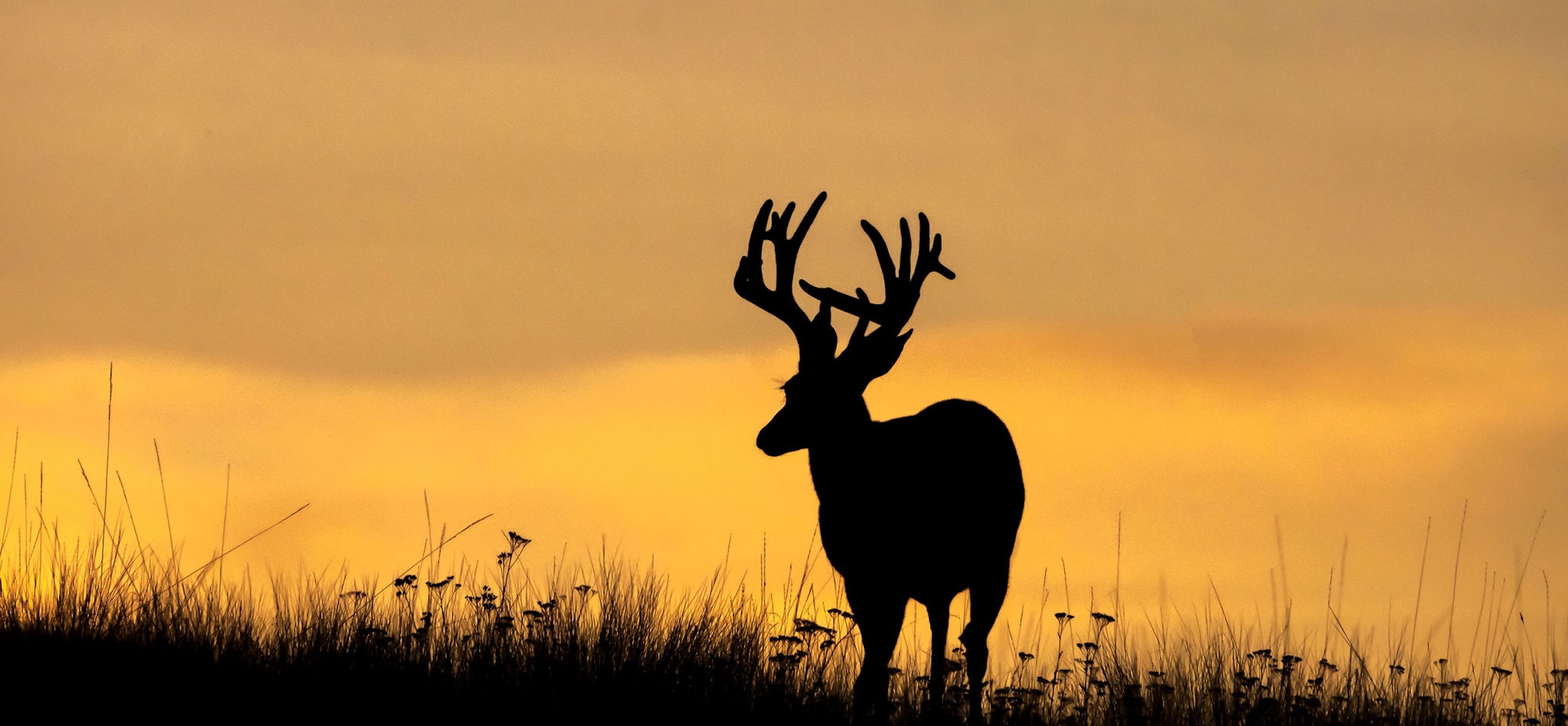 65 Pre-Season Deer Hunting Tasks for Summer - HuntStand