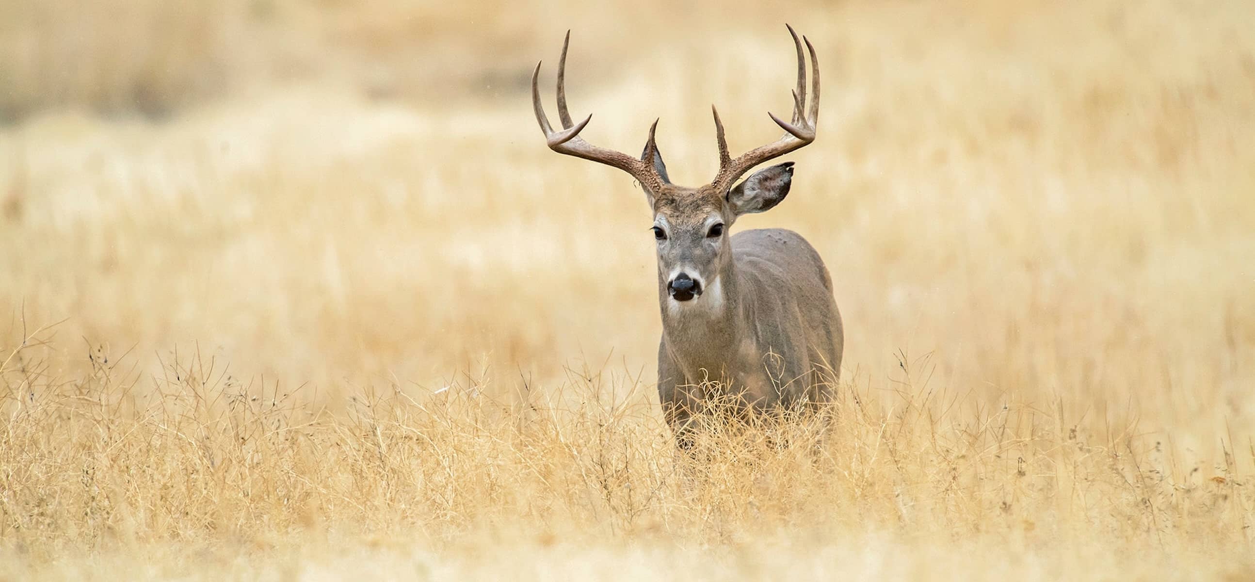 How to Plan a Killer Multi-State Deer Hunt - HuntStand