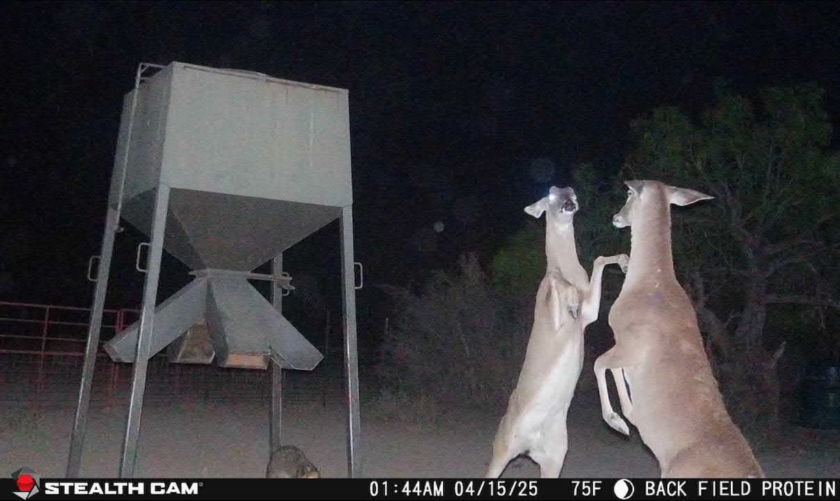 15 Ways to Use Live View with Cell Cams - HuntStand