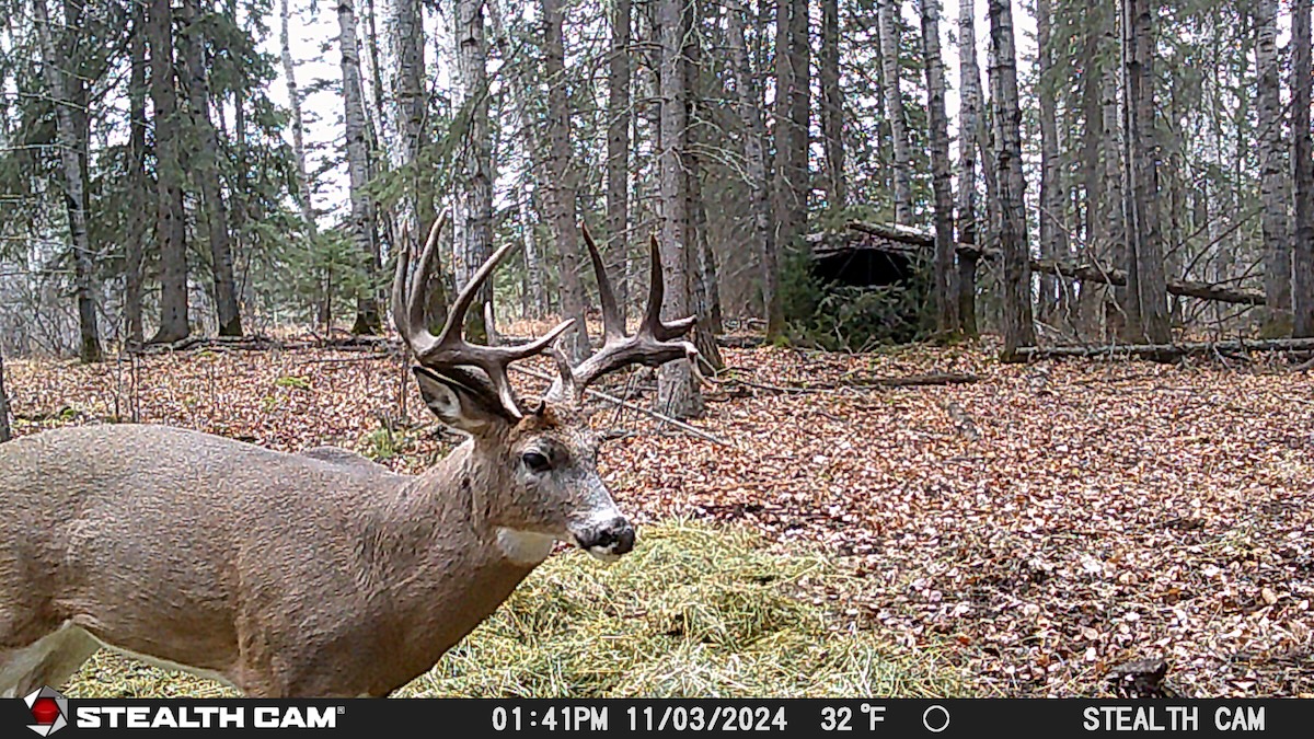 15 Ways to Use Live View with Cell Cams - HuntStand